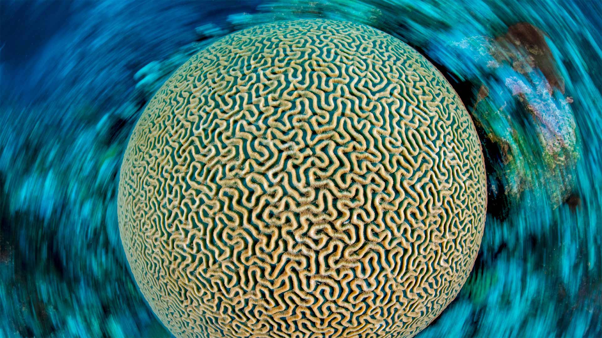 Bing Image Brain Coral Bing Wallpaper Gallery Bing Image Brain Coral Bing Wallpaper Gallery