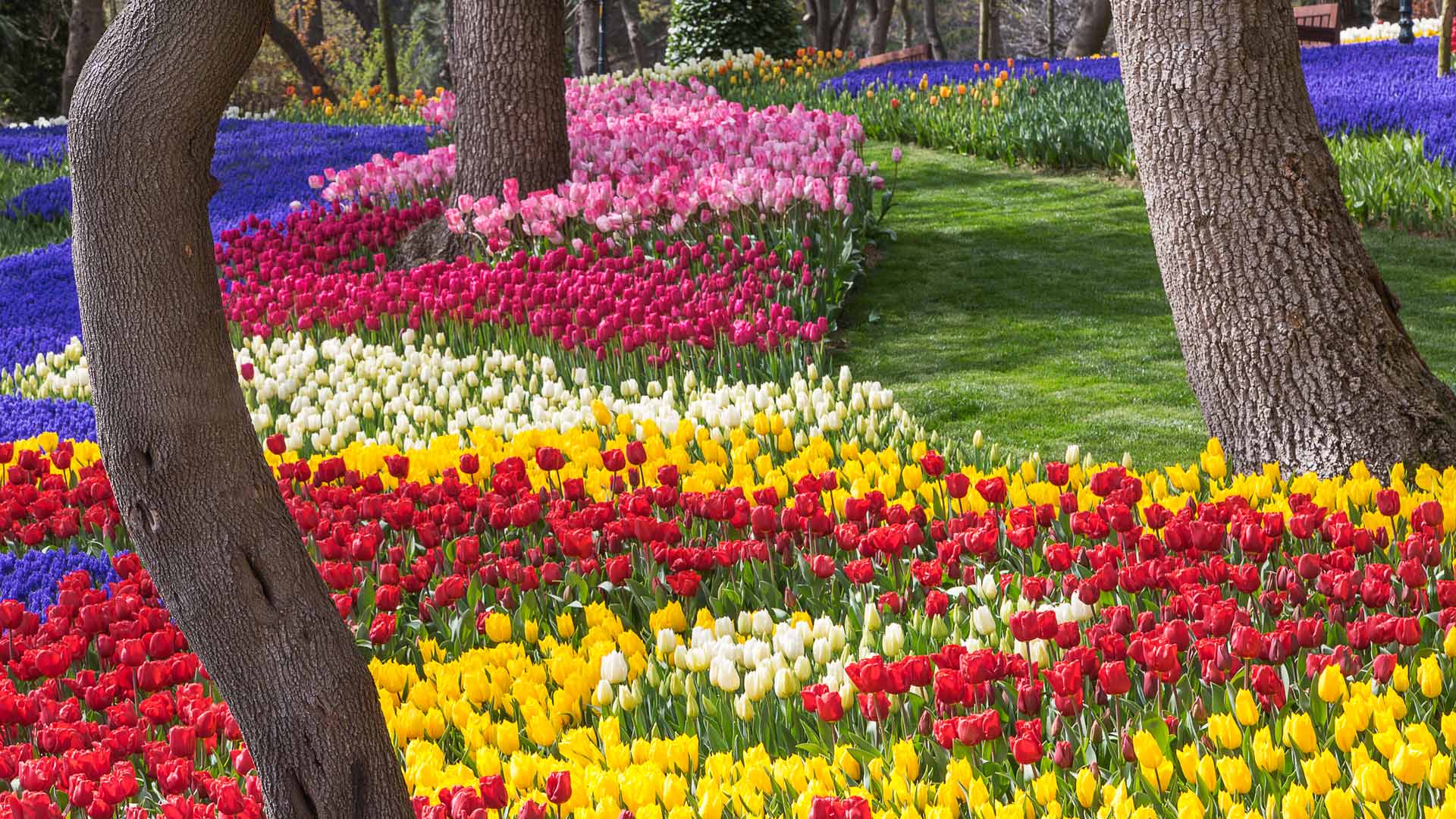 Bing HD Wallpaper 9 May 2024 Tulips At Emirgan Park In Istanbul