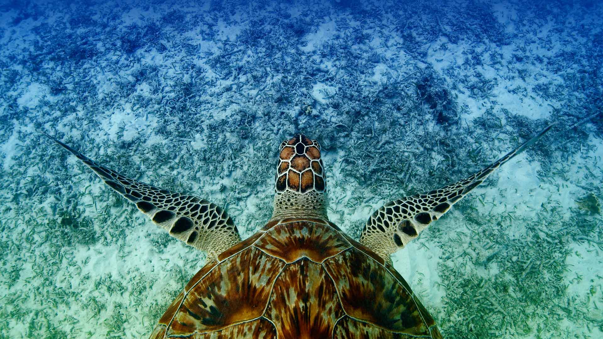 Bing HD Wallpaper Jun 16 2023 World Sea Turtle Day Bing Wallpaper Bing HD Wallpaper Jun 16 2023 World Sea Turtle Day Bing Wallpaper