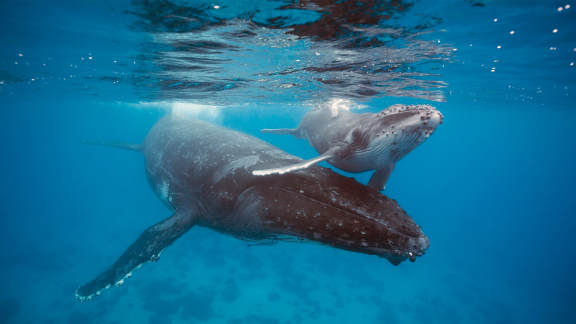 Bing image: Wir feiern den Welttag der Wale! - Bing Wallpaper Gallery Bing image: Wir feiern den Welttag der Wale! - Bing Wallpaper Gallery