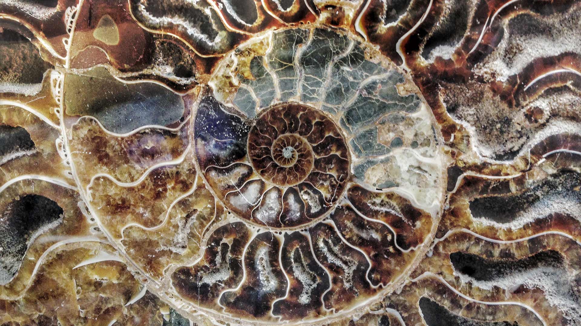 Bing Image Fibonacci Day Bing Wallpaper Gallery Bing Image Fibonacci Day Bing Wallpaper Gallery