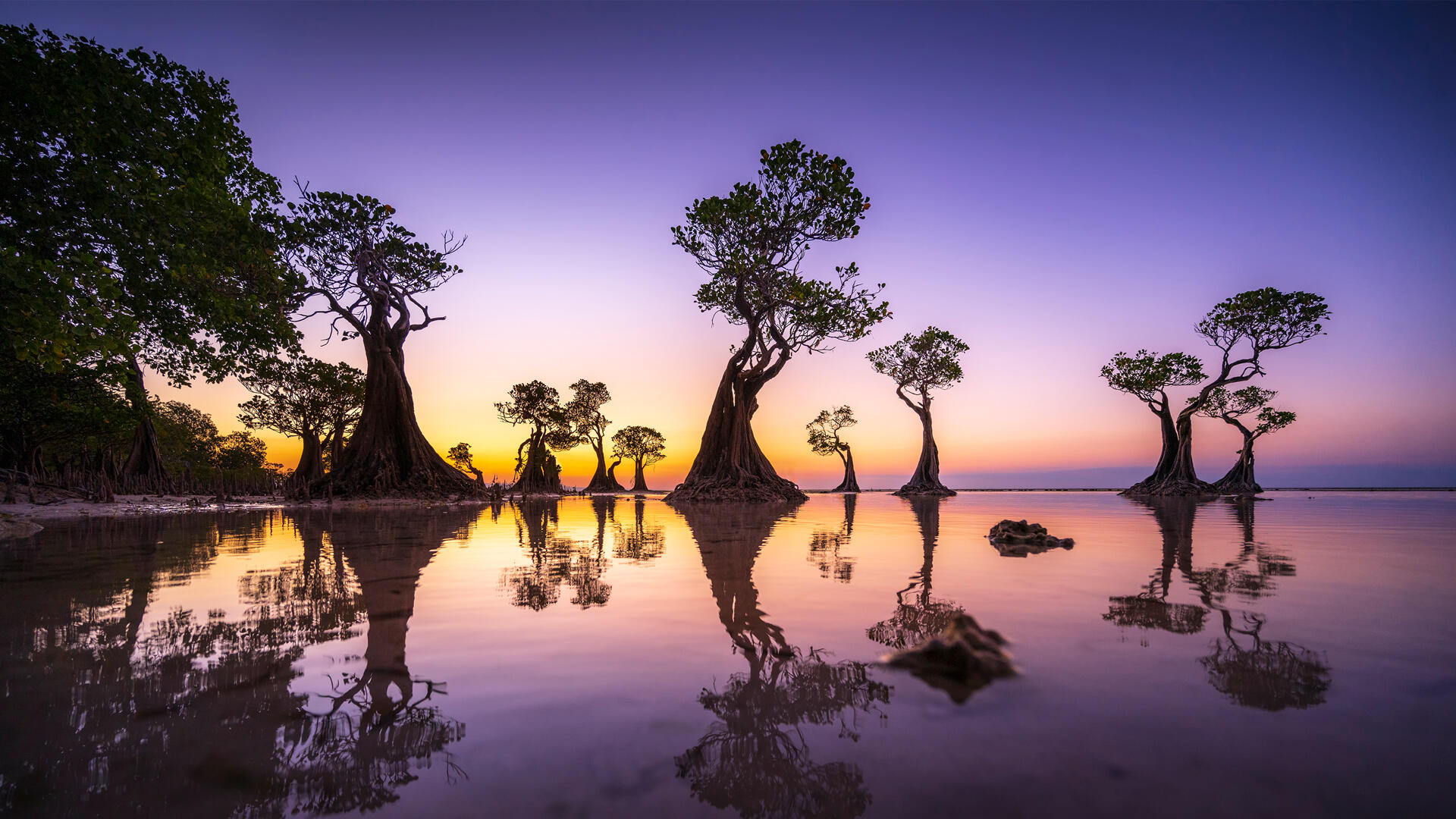 Bing image: International Day for the Conservation of the Mangrove ... Bing image: International Day for the Conservation of the Mangrove ...