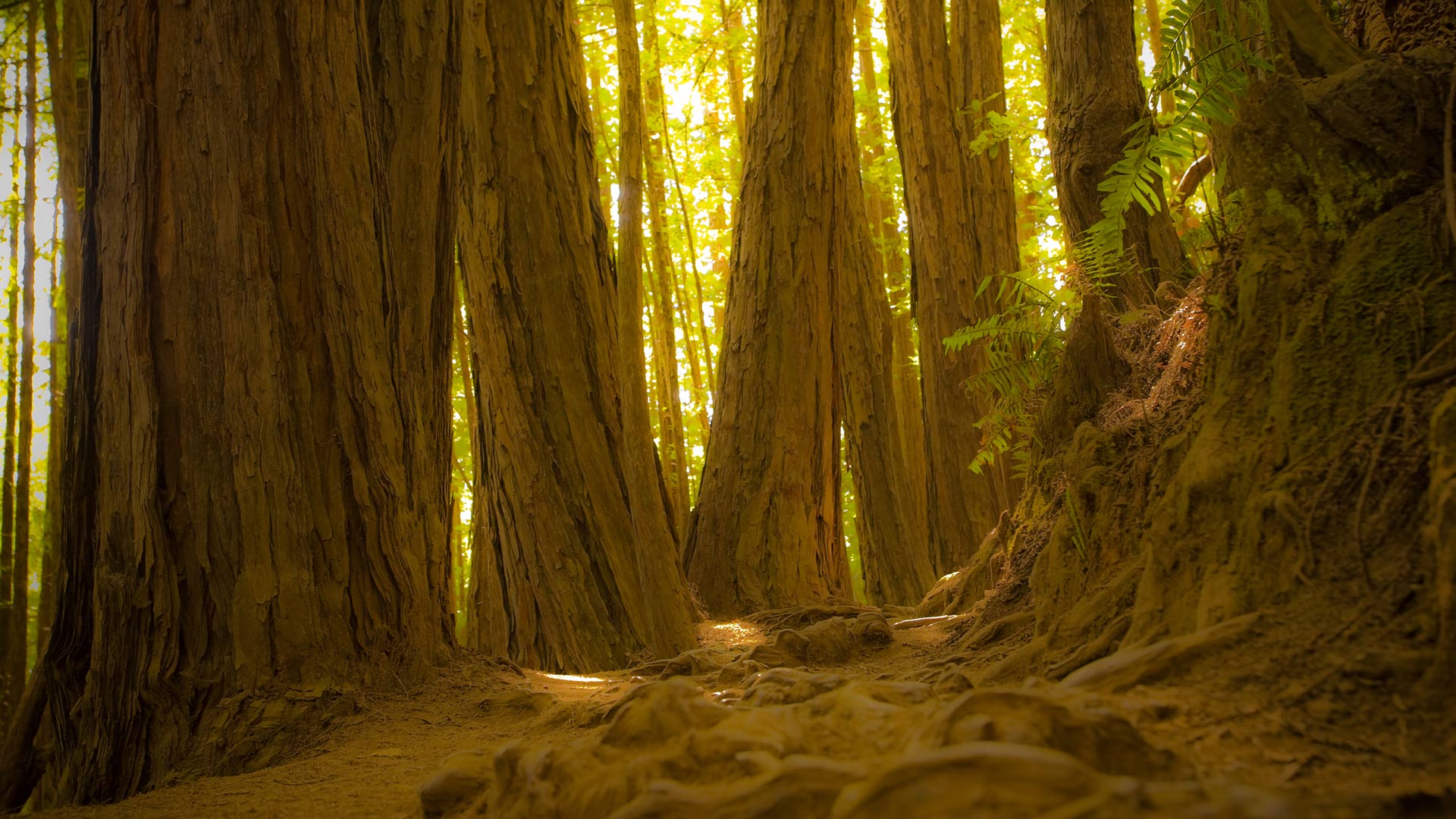 Bing image: Muir Woods National Monument anniversary - Bing Wallpaper ...