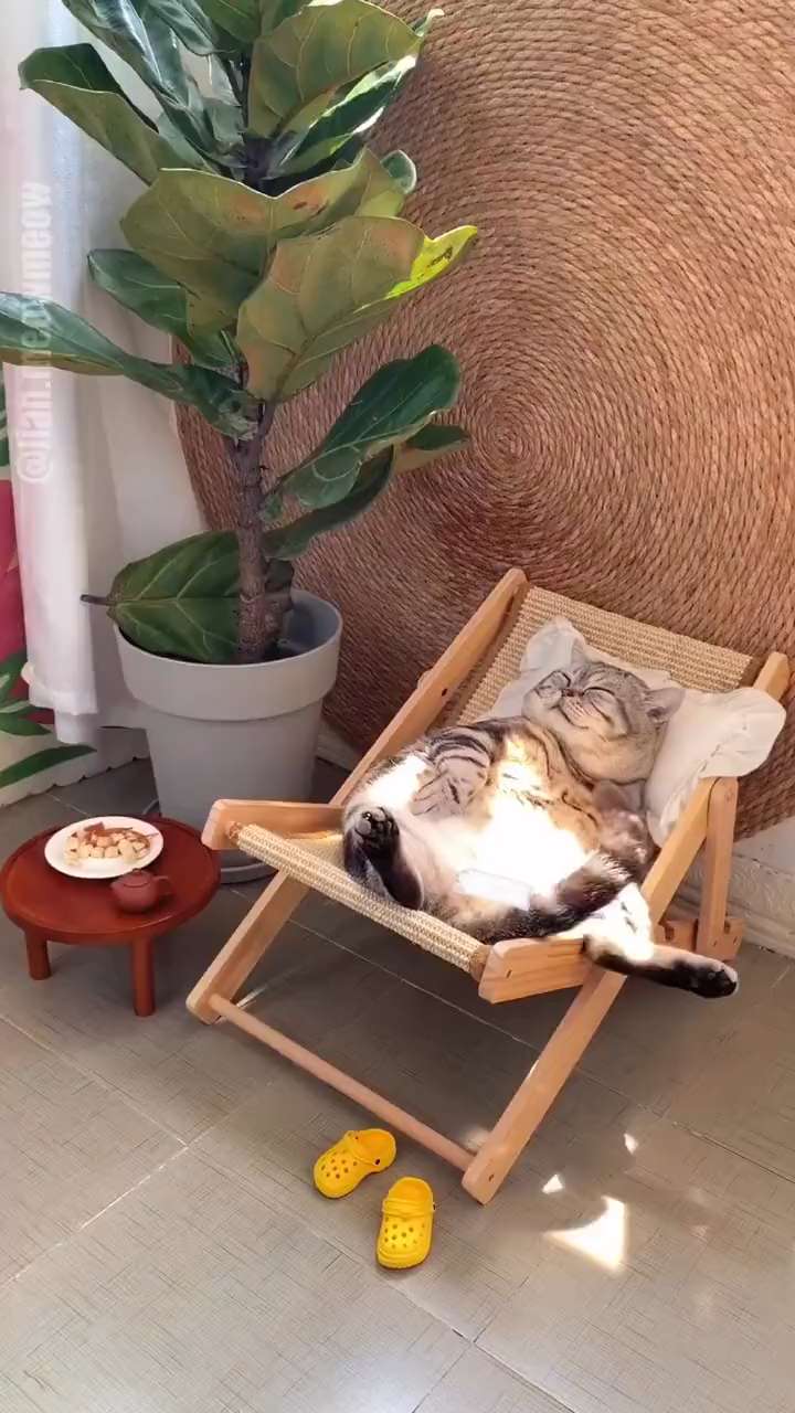 Cat Basking In The Sun Animal GIFs MP4 Videos GIFPoster Cat Basking In The Sun Animal GIFs MP4 Videos GIFPoster