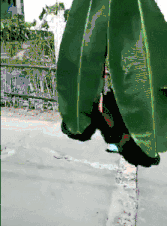 Walking Leaves - Funny GIFs & MP4 Videos - GIFPoster
